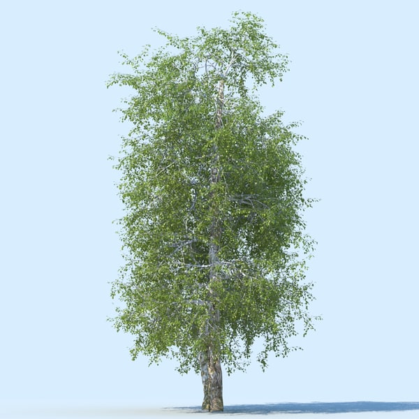 3d realistic birch trees