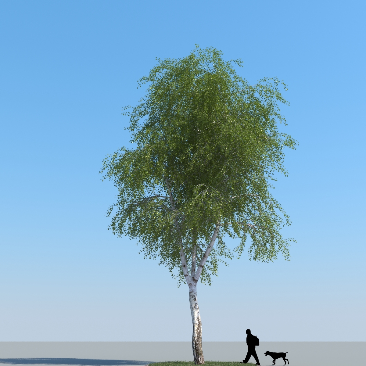 3d realistic birch trees