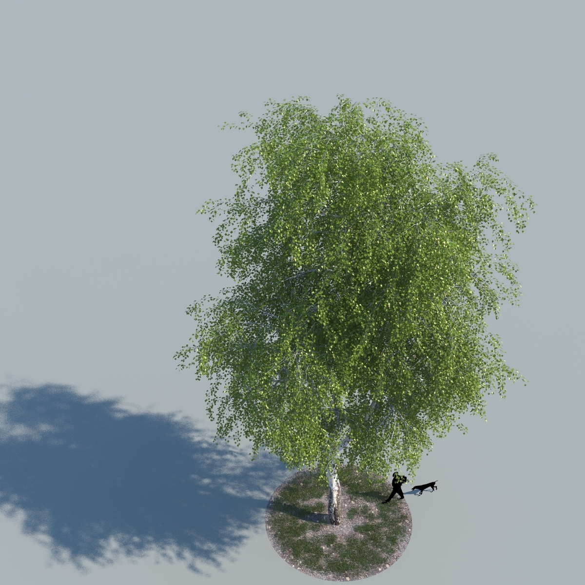 3d realistic birch trees
