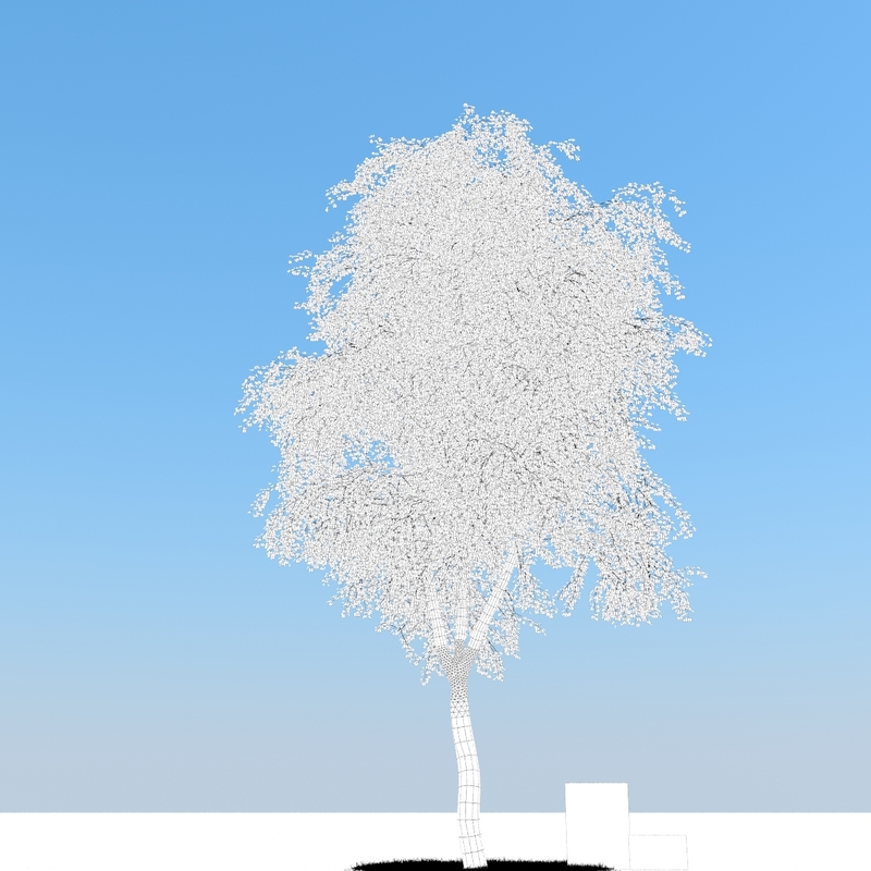 3d realistic birch trees