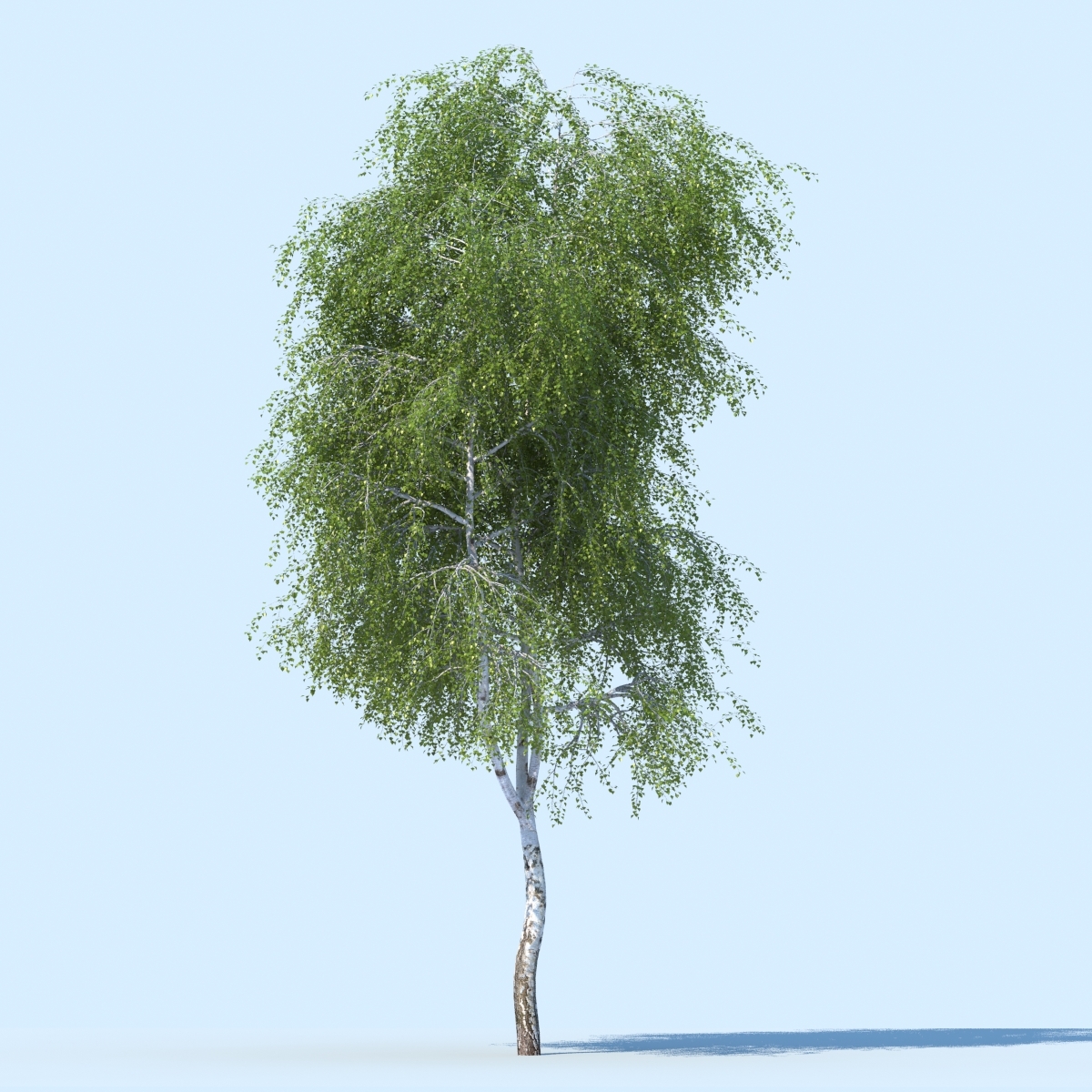 3d realistic birch trees
