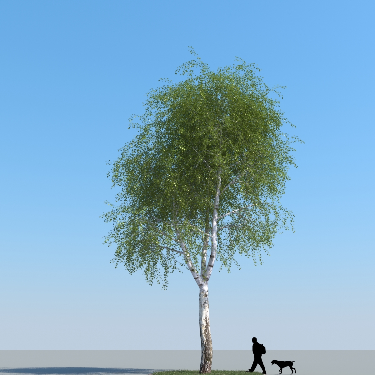 3d realistic birch trees