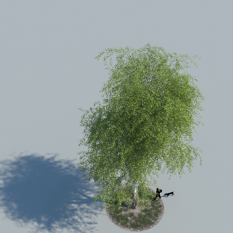 3d realistic birch trees