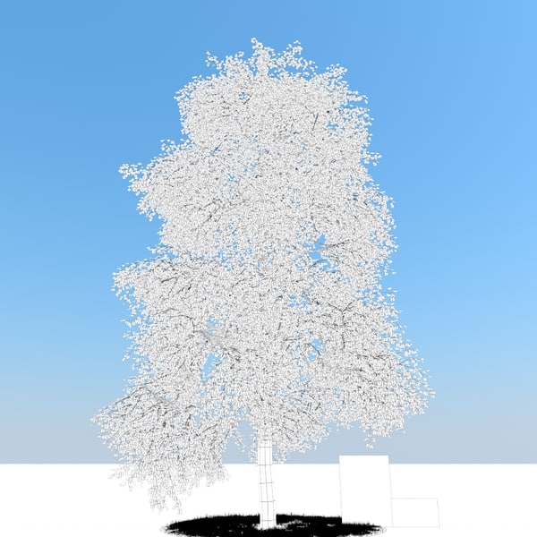 3d realistic birch trees