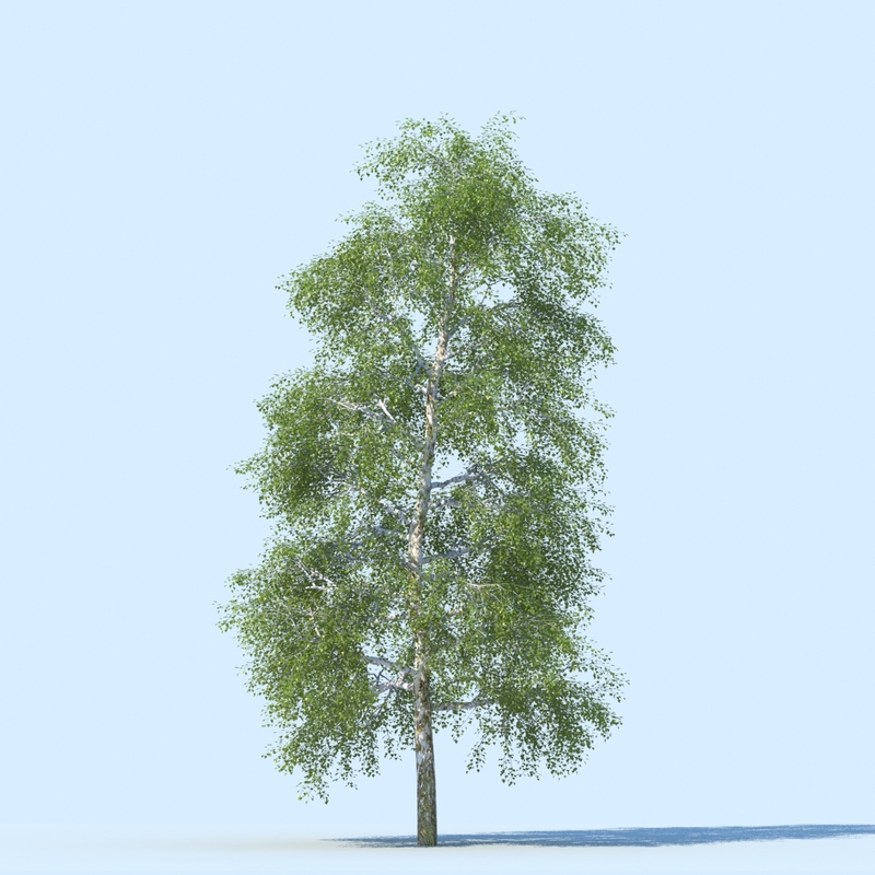 3d realistic birch trees