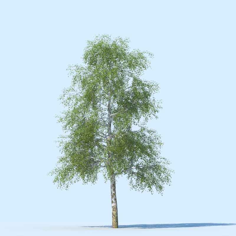 3d realistic birch trees