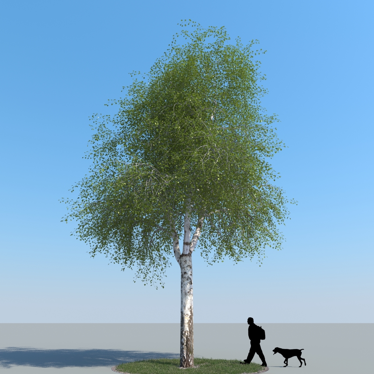 3d realistic birch trees