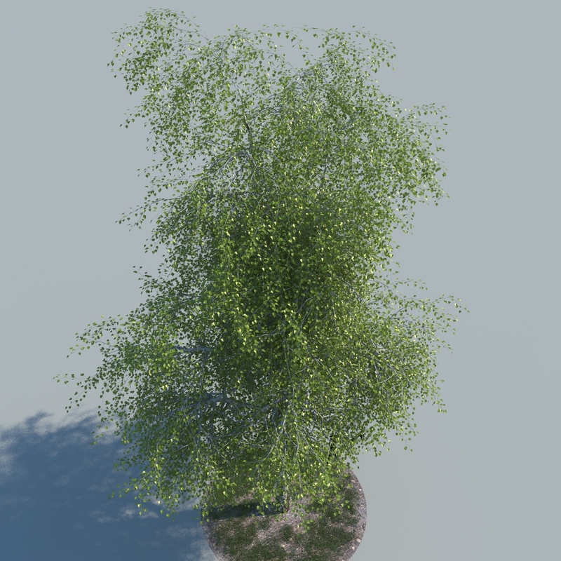 3d realistic birch trees