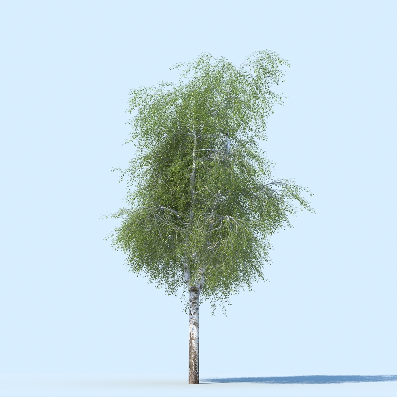 3d realistic birch trees