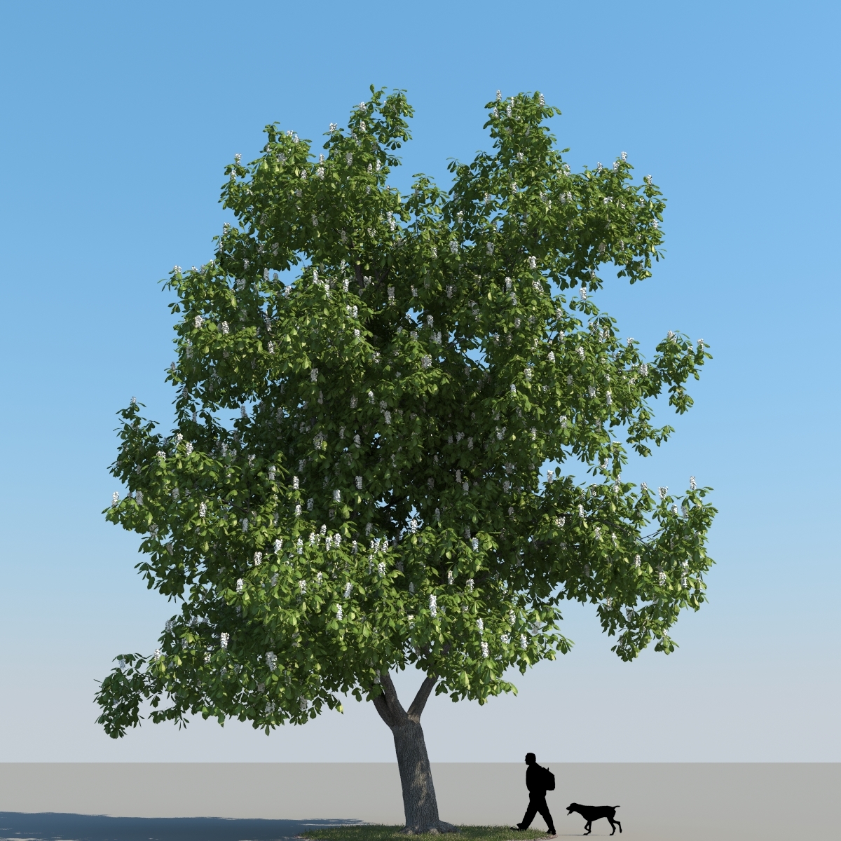3d realistic chestnut trees