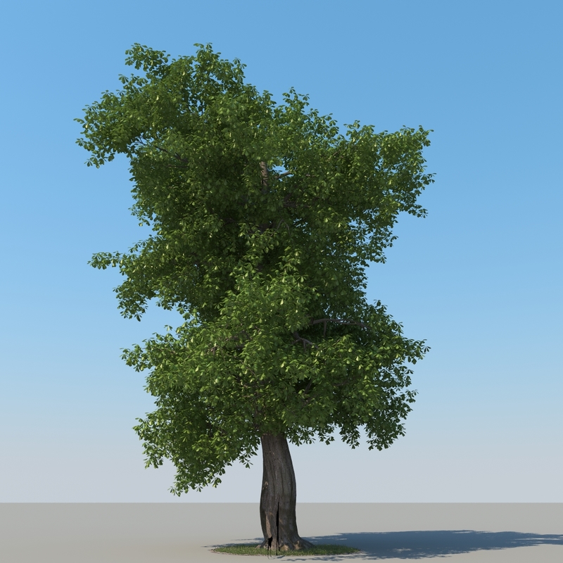 3d realistic chestnut trees