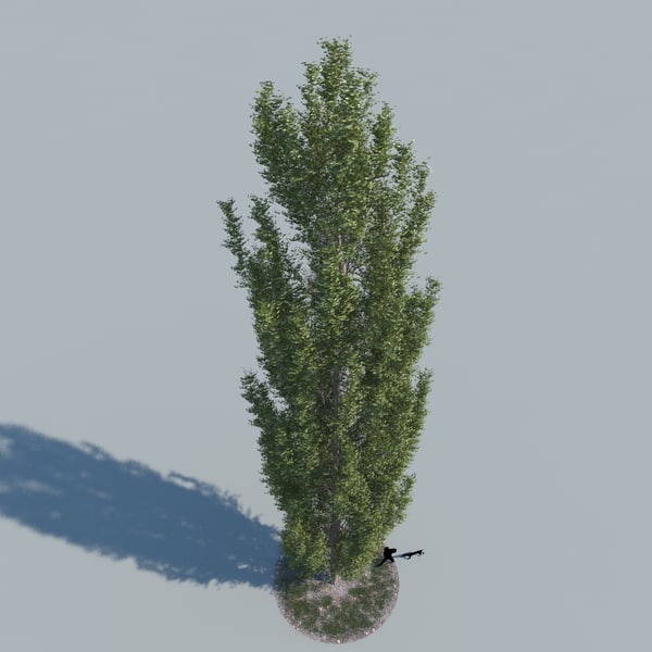 3d model realistic poplar trees