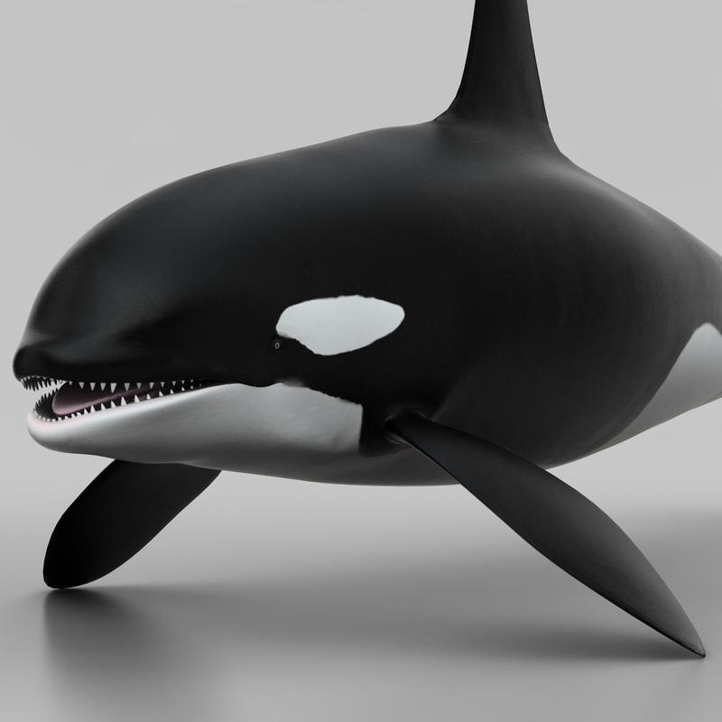 orca whale