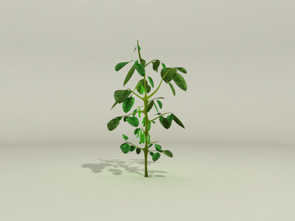 Soja Pflanze (animiert) 3D-Modell - TurboSquid 752393