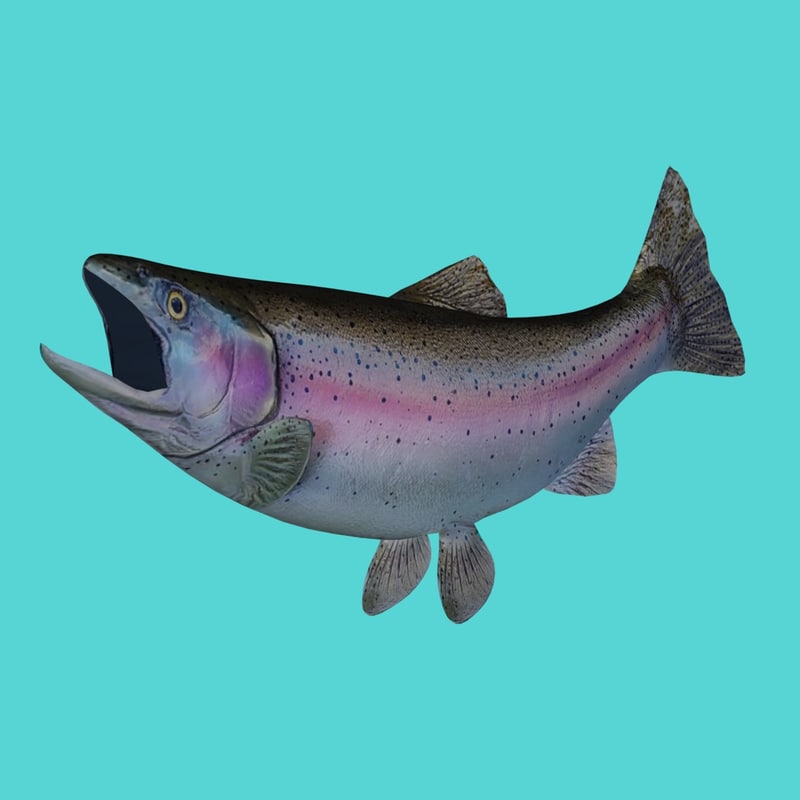 3d rainbow trout fg model