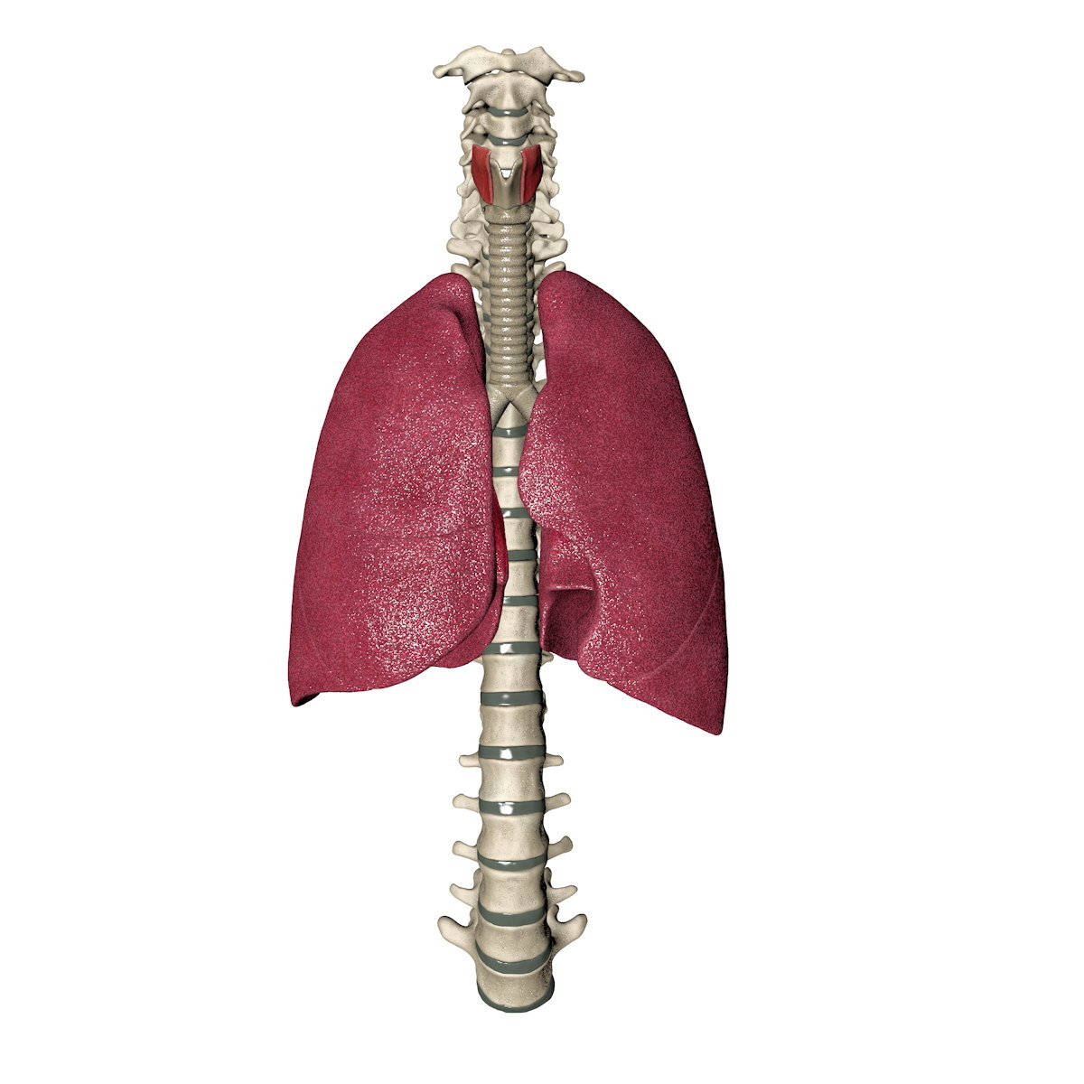 lung spine alveoli human 3d c4d