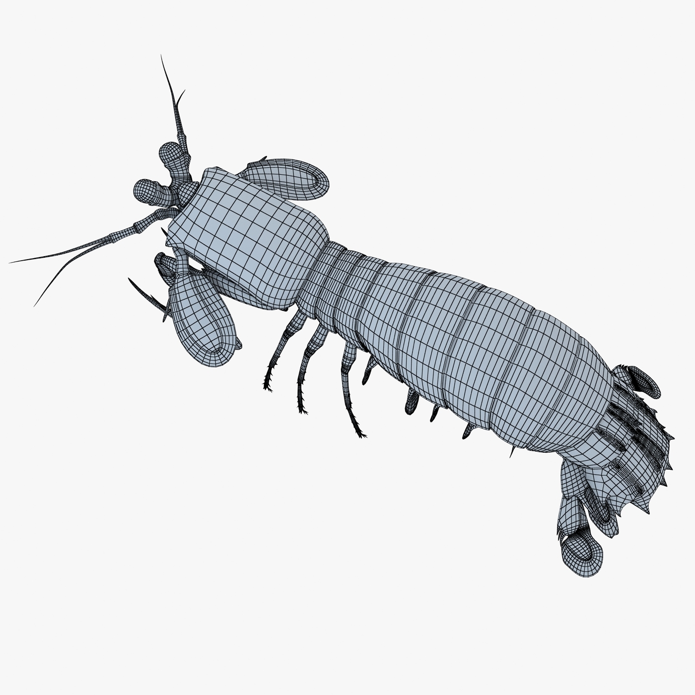 3d mantis shrimp model