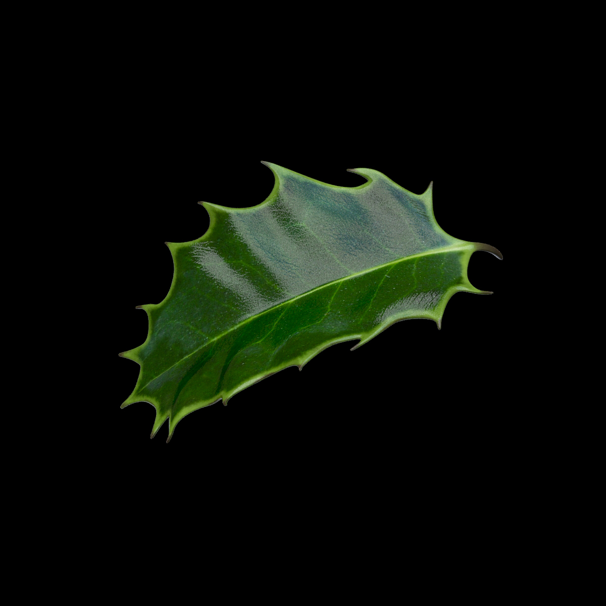 3d holly leaf