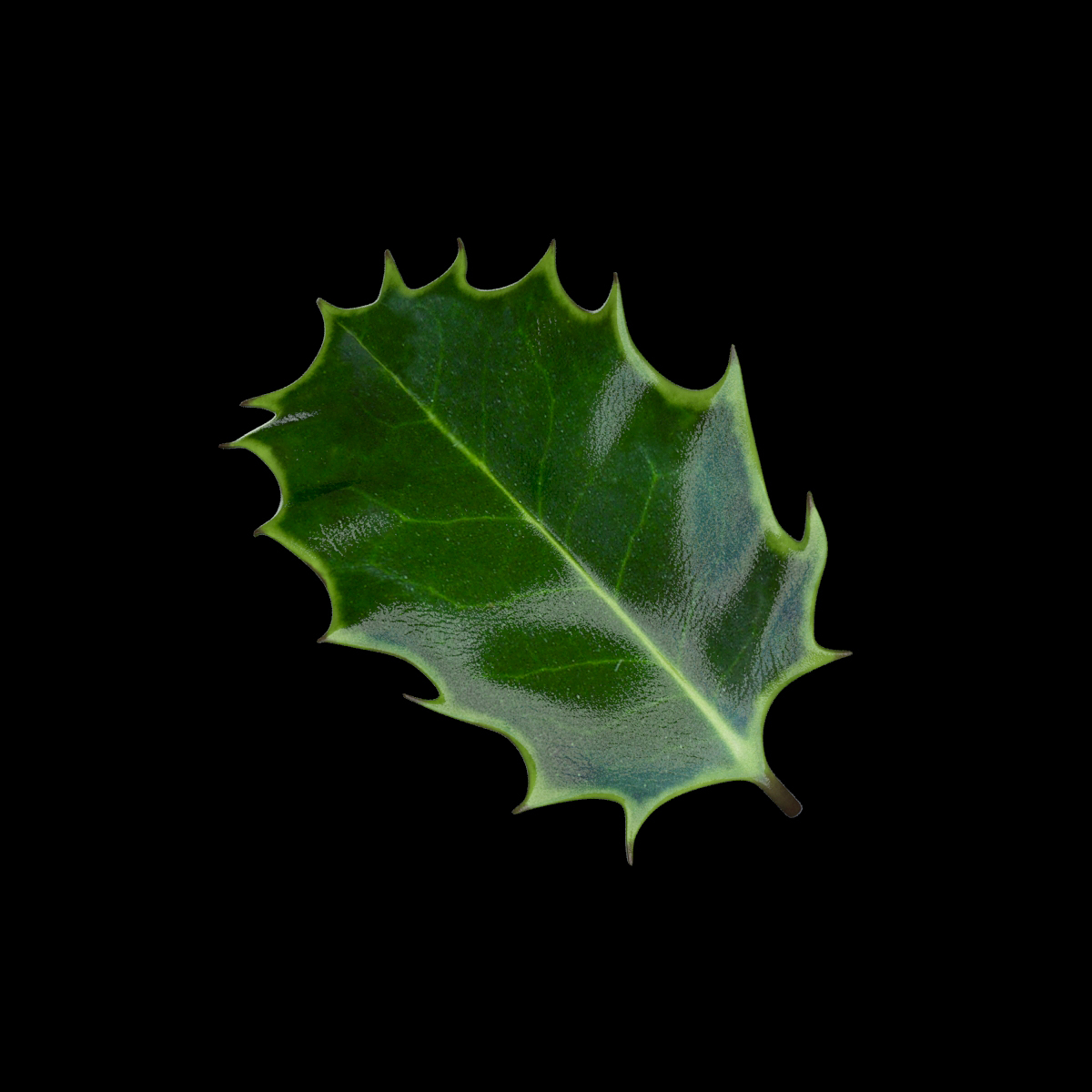 3d holly leaf