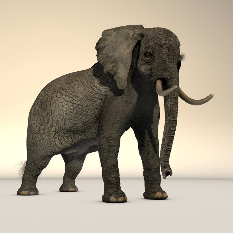 rigged african elephant 3d c4d