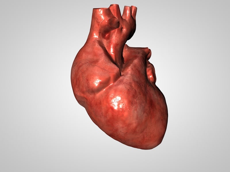 3d human heart