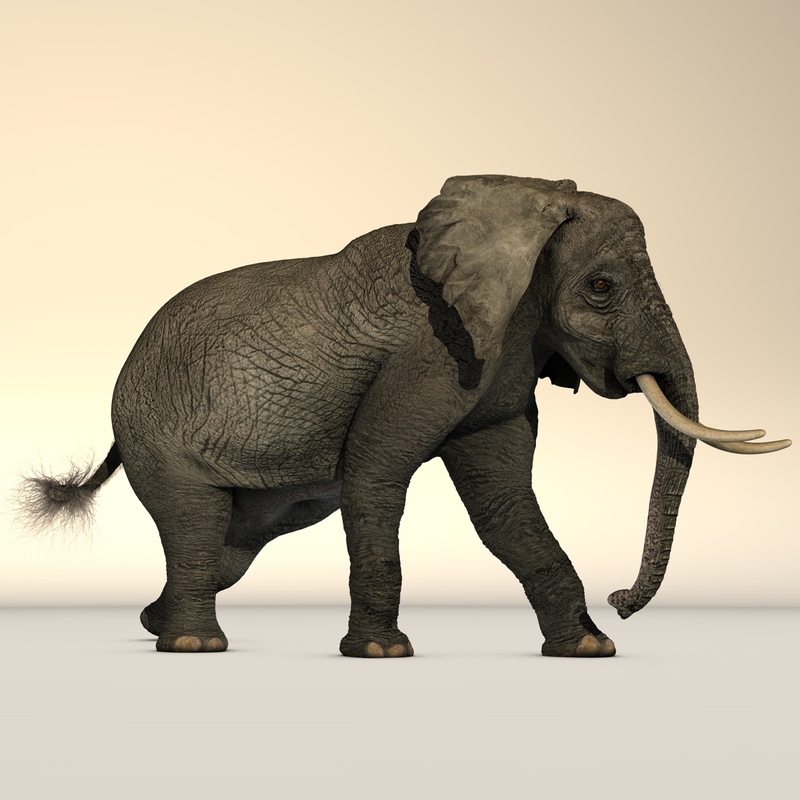 rigged african elephant 3d c4d