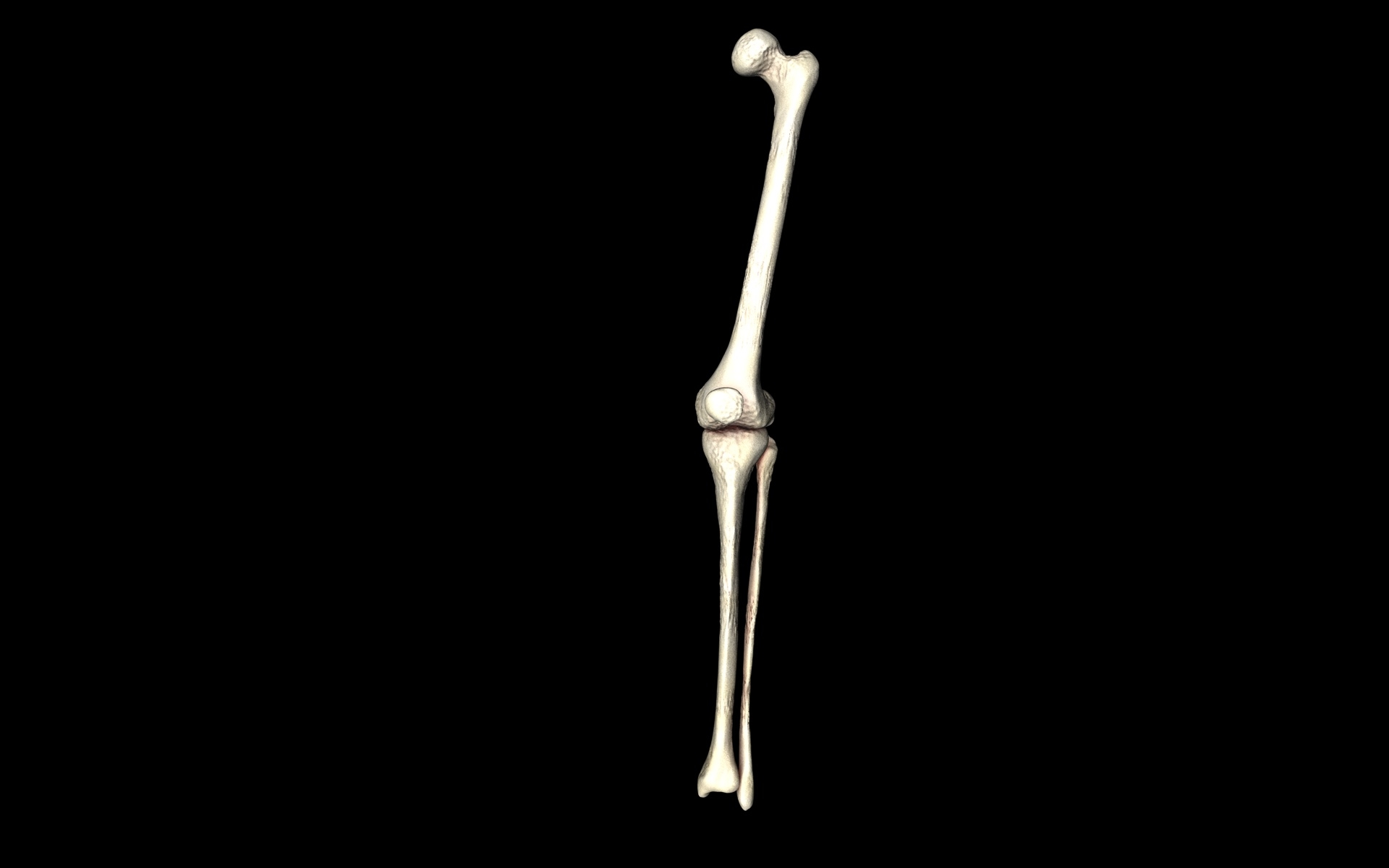 modelo 3d Articulación de la rodilla - Fémur, tibia, modelos 3d peroné ...