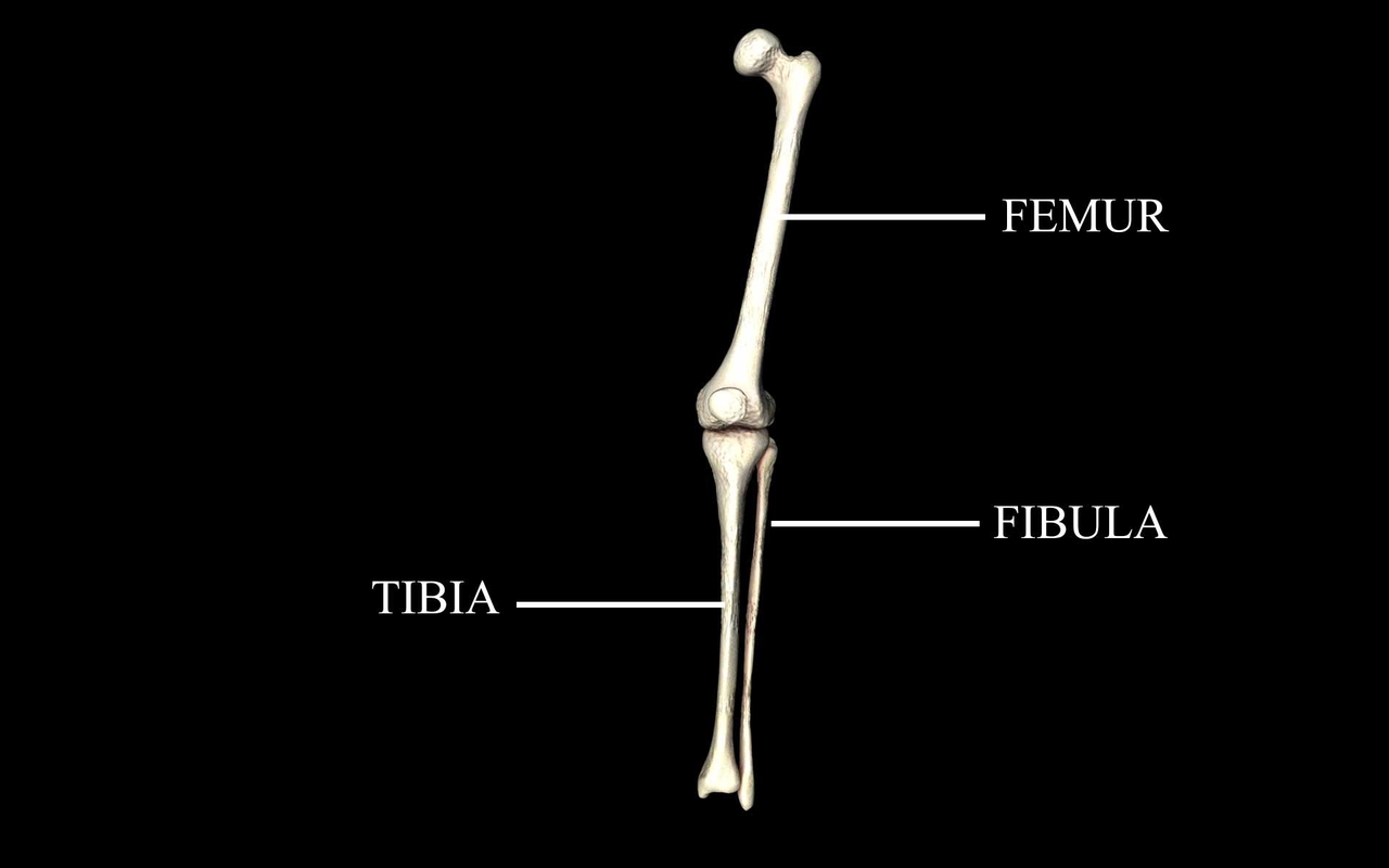 modelo 3d Articulación de la rodilla - Fémur, tibia, modelos 3d peroné ...