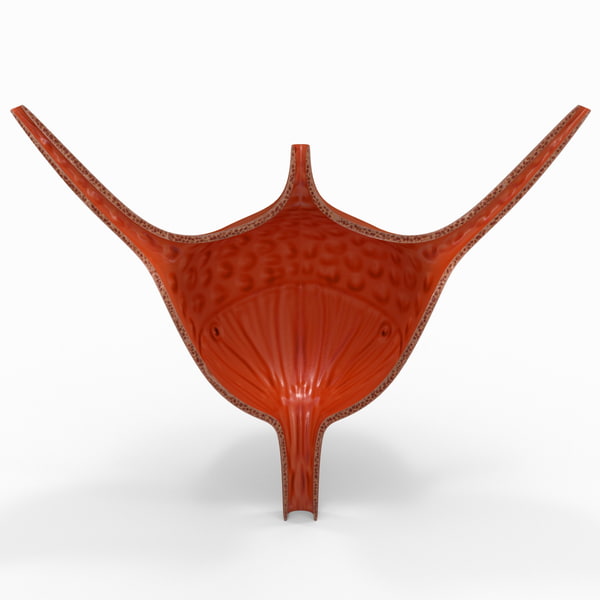 3d model bladder