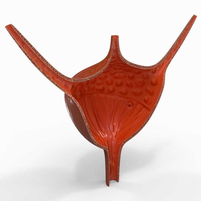3d model bladder