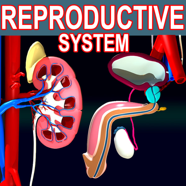 3D Penis Models | TurboSquid