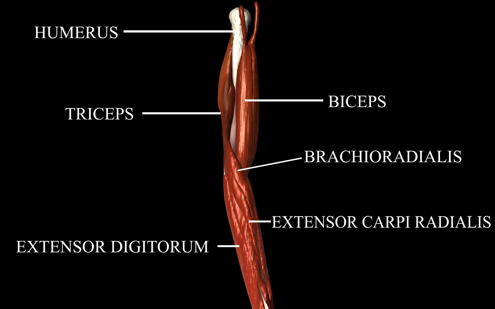 3d medically accurate elbow joint model
