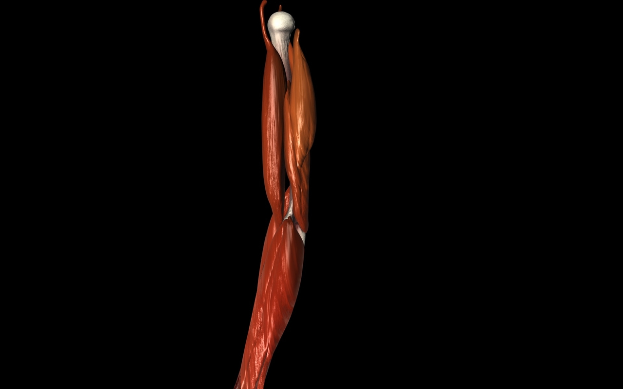 3d medically accurate elbow joint model