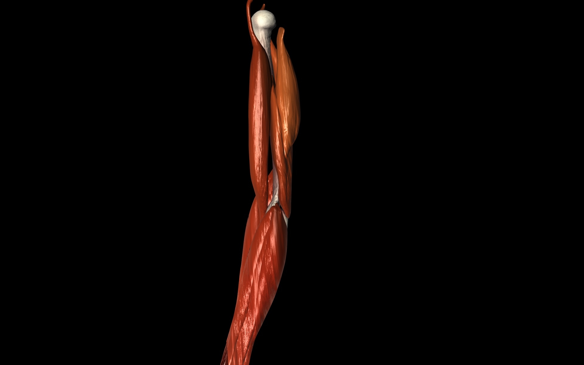 3d medically accurate elbow joint model