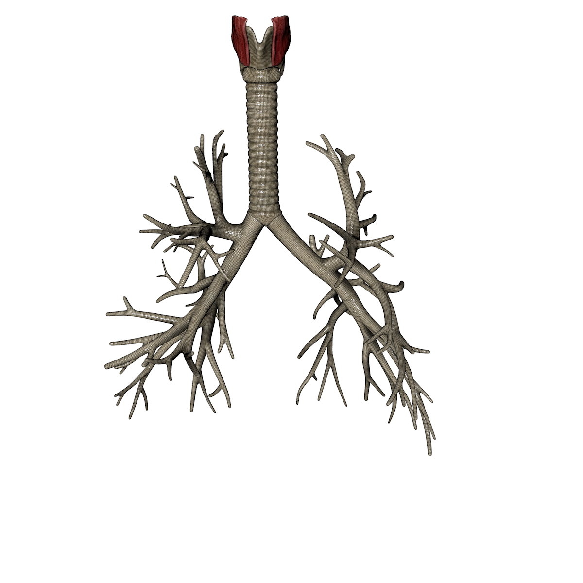 human lung bronchia trachea 3d c4d