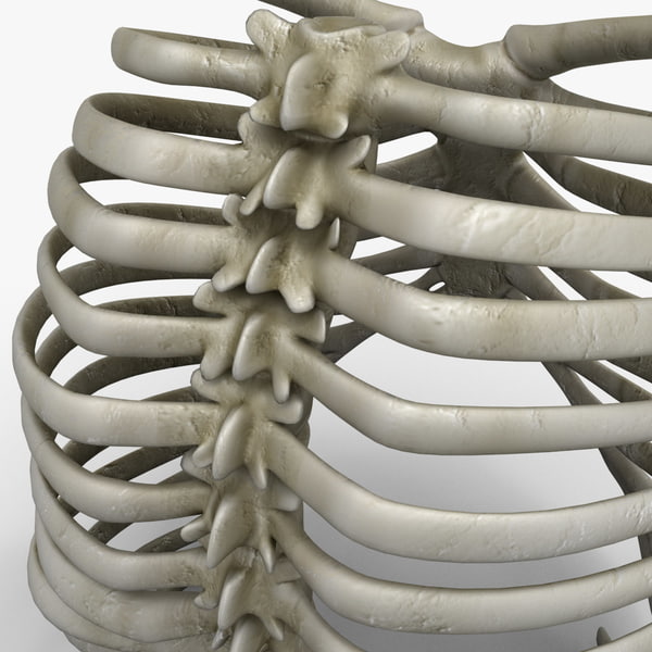 rib cage 3d c4d