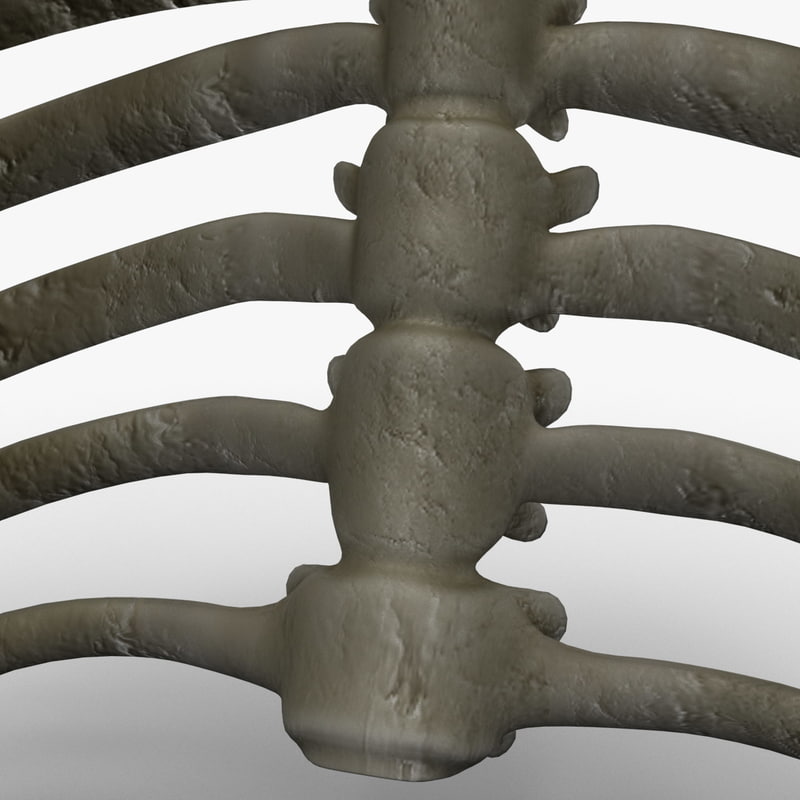 rib cage 3d c4d