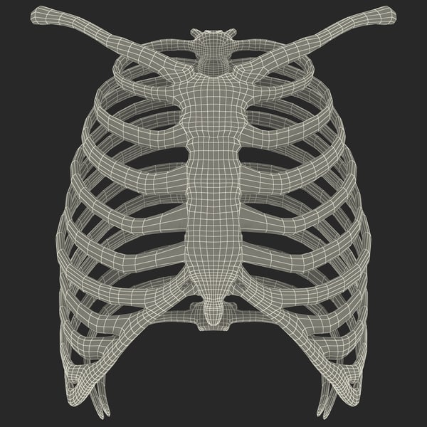 rib cage 3d c4d