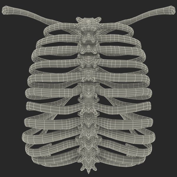 rib cage 3d c4d