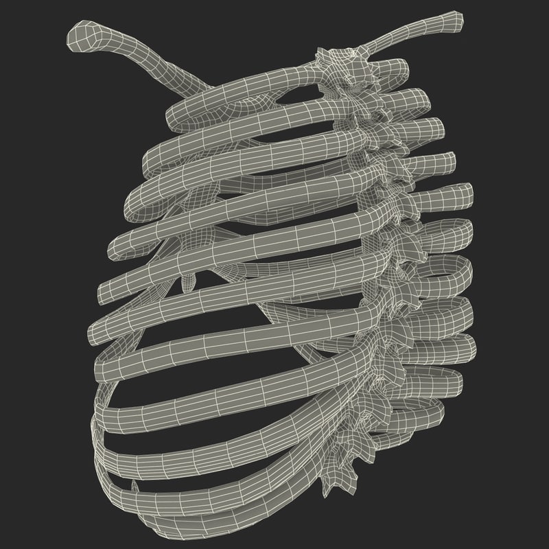 rib cage 3d c4d