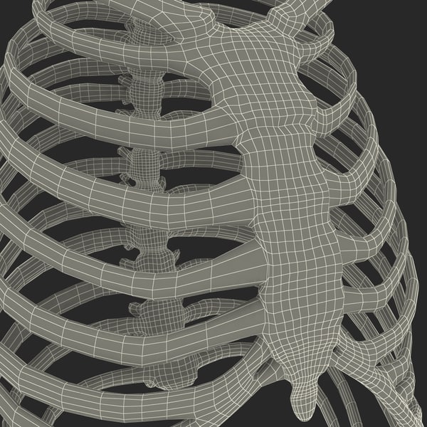 rib cage 3d c4d
