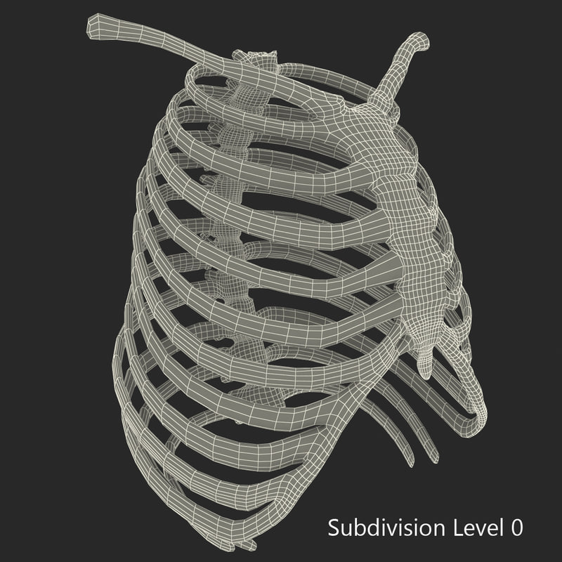 rib cage 3d c4d