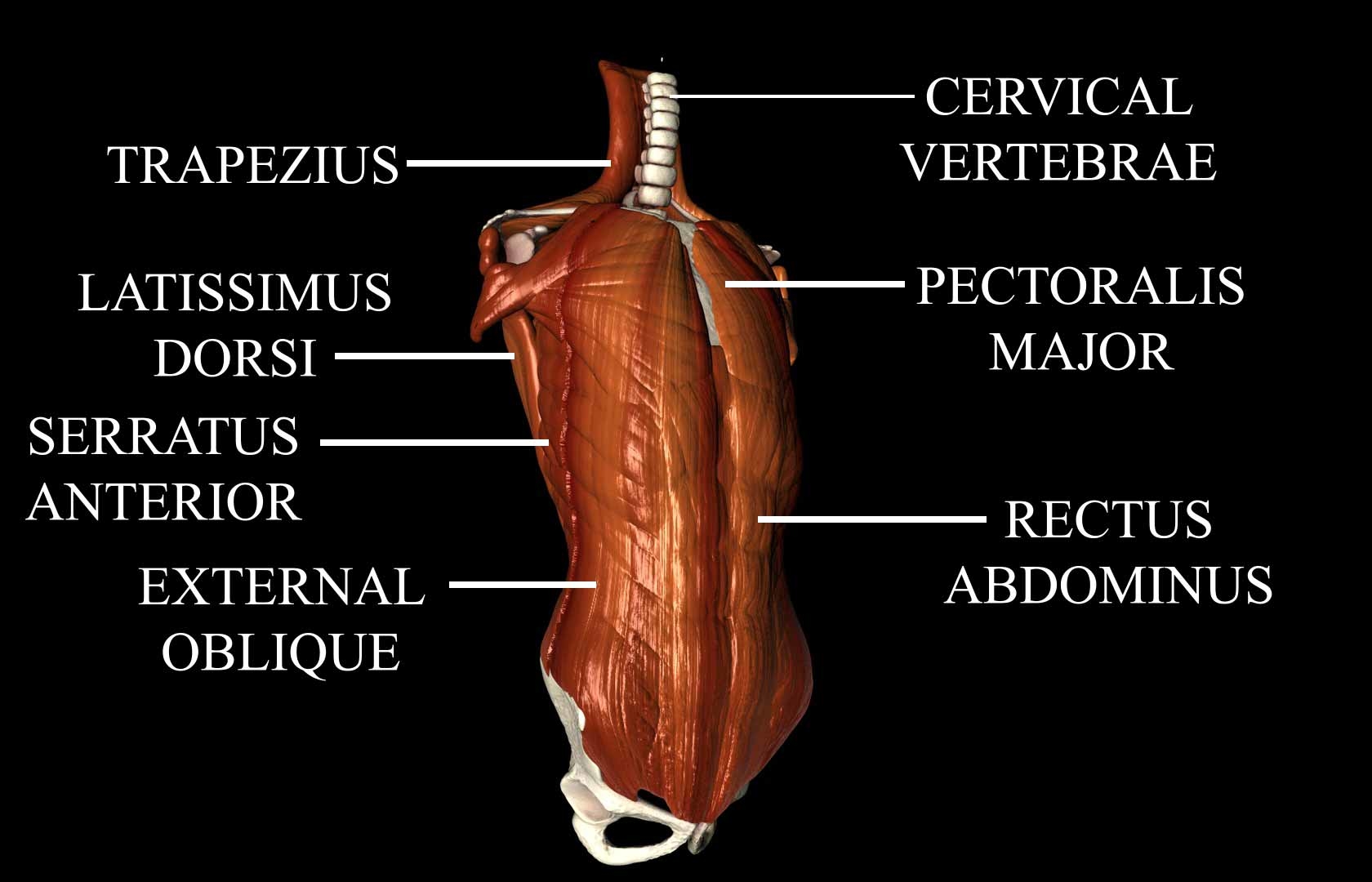 3d model thorax muscles medical