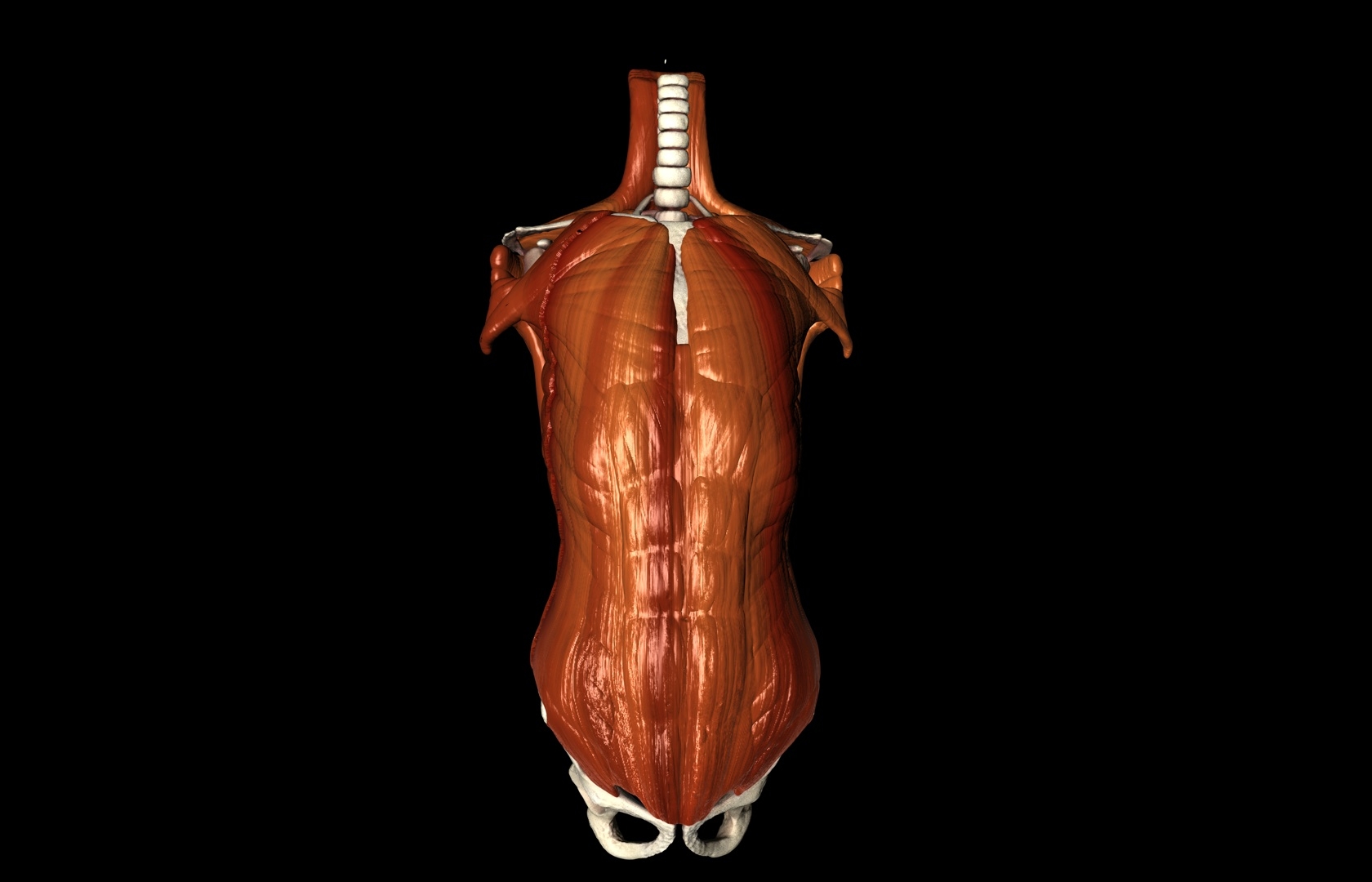 3d model thorax muscles medical