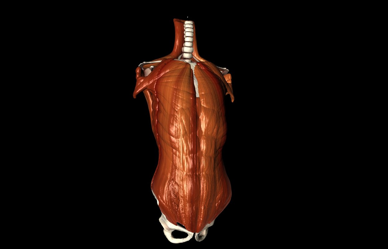3d model thorax muscles medical