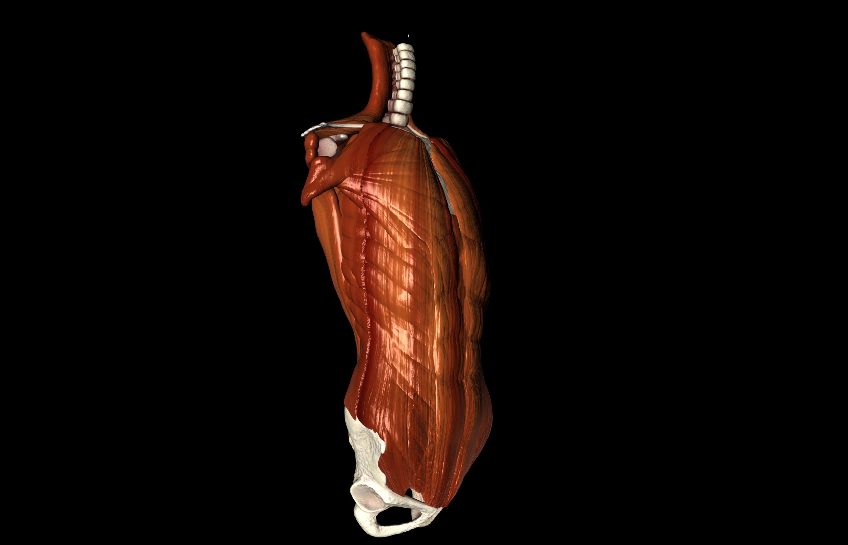 3d model thorax muscles medical