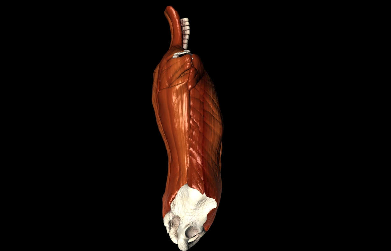 3d model thorax muscles medical