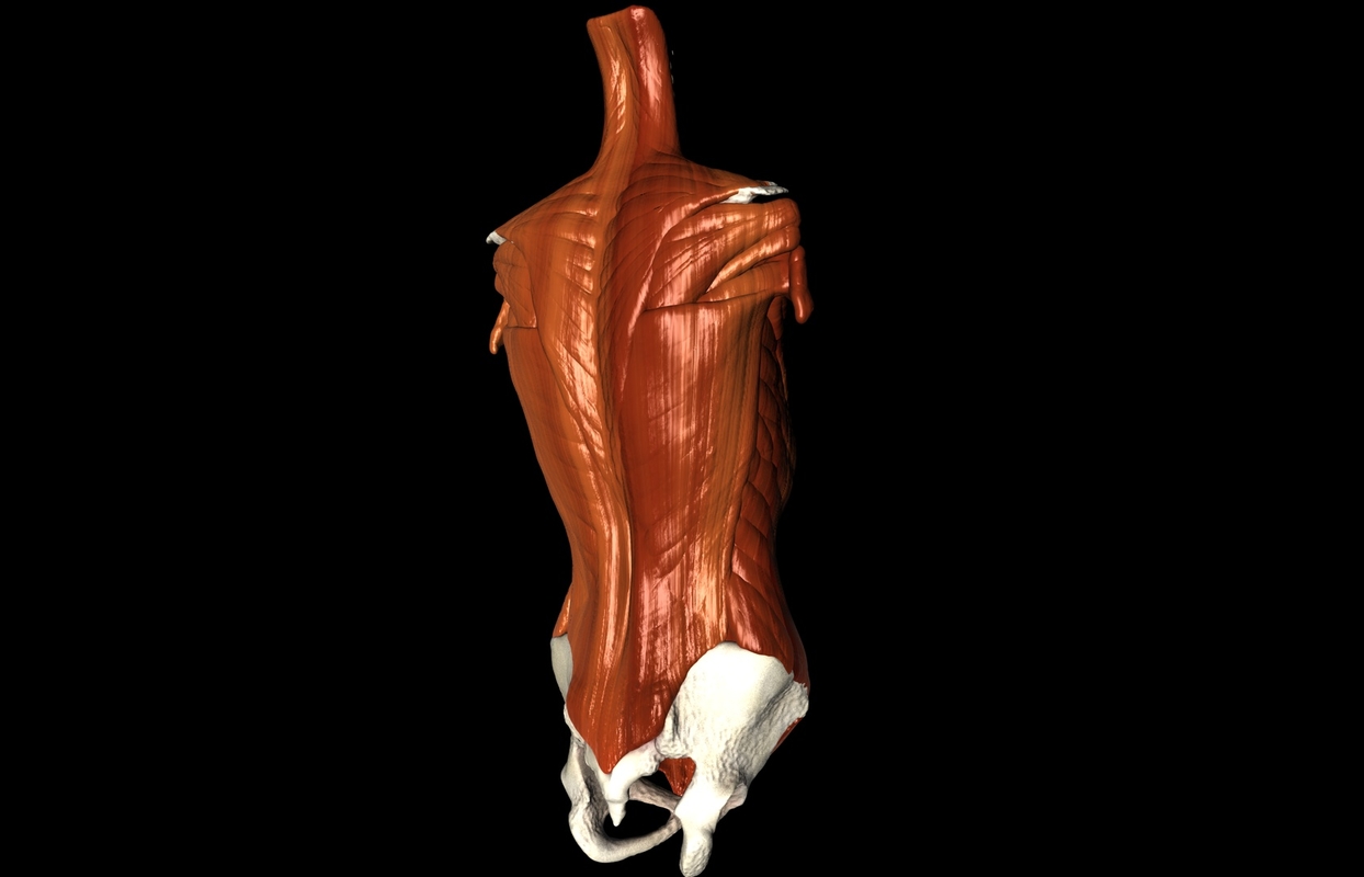 3d model thorax muscles medical