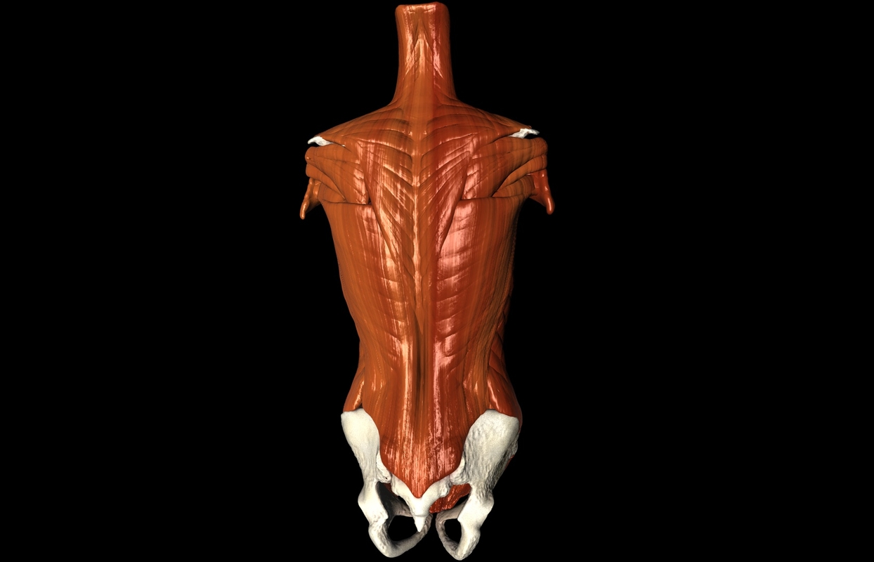 3d model thorax muscles medical