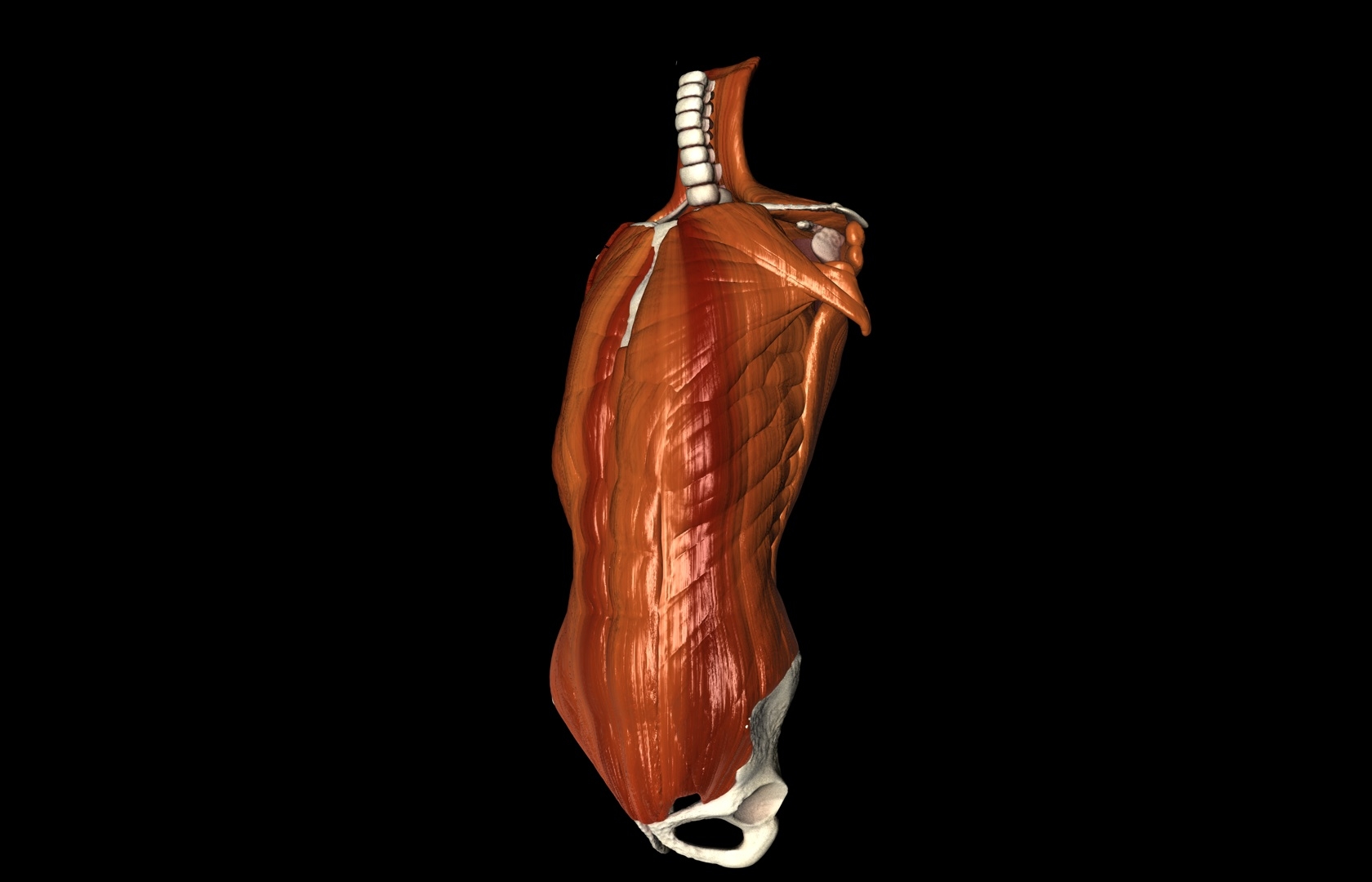 3d model thorax muscles medical